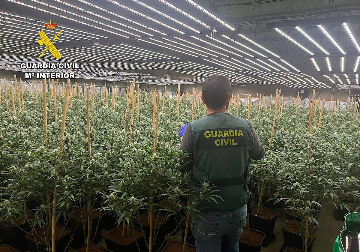 Desmantelan en Torre Pacheco una nave con un millar de plantas de marihuana | La Verdad
